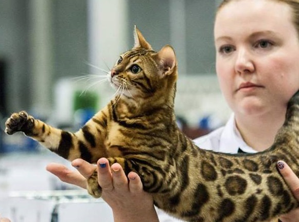 KungsgardenCats